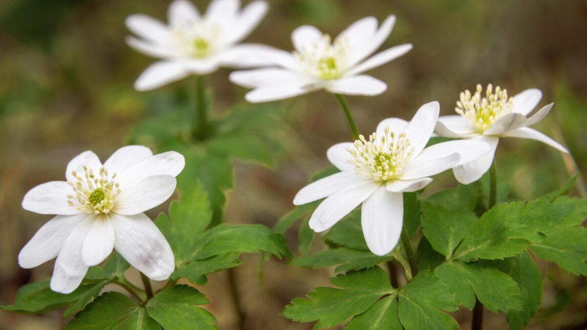 20 Underrated Spring Flowers To Add This Season (Plus A Few You’ll Wish ...