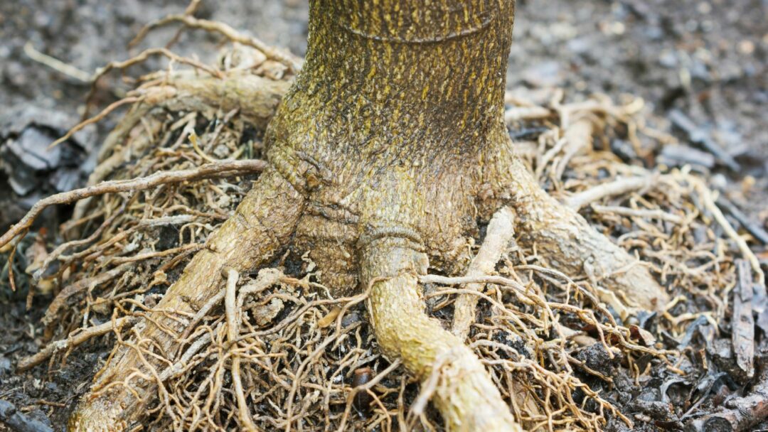 22 Essential Tips For Planting Bare-Root Trees At The Right Time