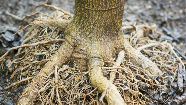 22 Essential Tips For Planting Bare-Root Trees At The Right Time