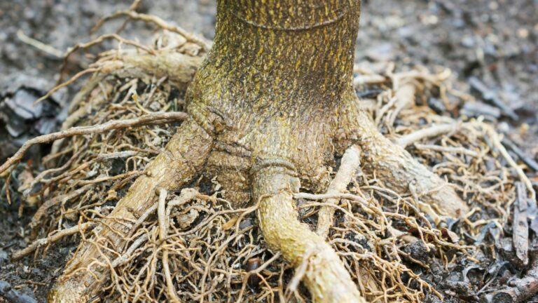 22 Essential Tips For Planting Bare-Root Trees At The Right Time