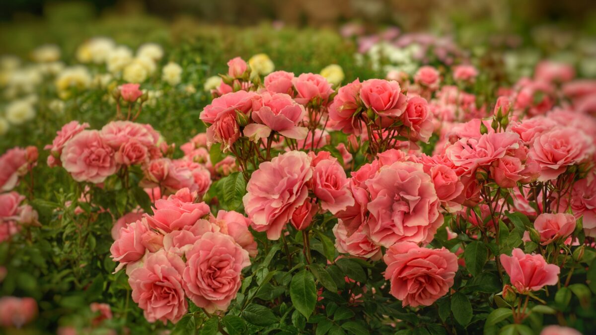 22 Stunning Italian Roses To Add To Your Garden (And The Best Ones For ...
