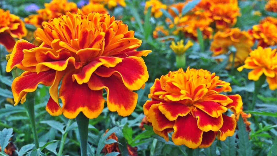 23 Common Marigold Care Mistakes (And How To Avoid Ruining Your Flowers)