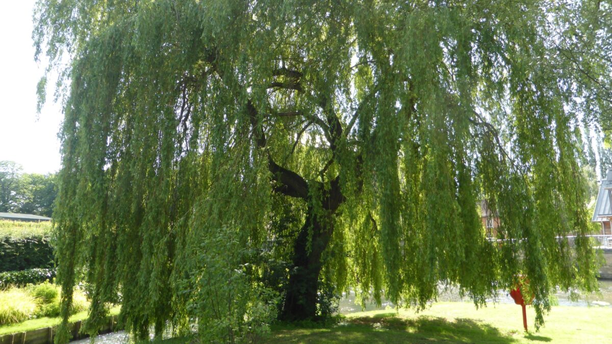 23 Risky Trees You Should Never Plant Near Your House