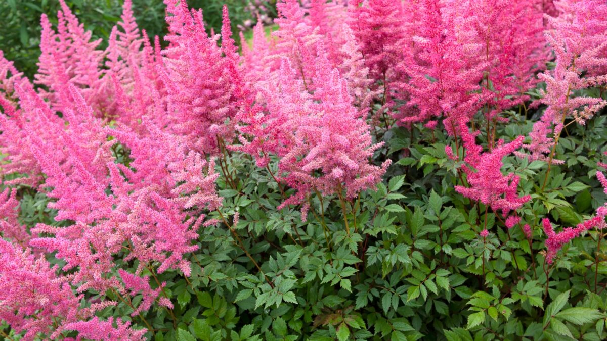 23 Shade-Loving Perennials That Will Transform Your Garden (Plus Ideal ...