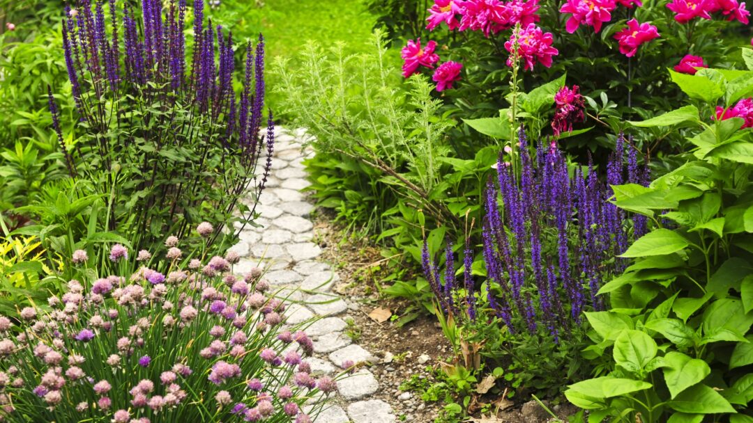 24 Stunning Reblooming Perennials For A Garden That Stays In Color ...