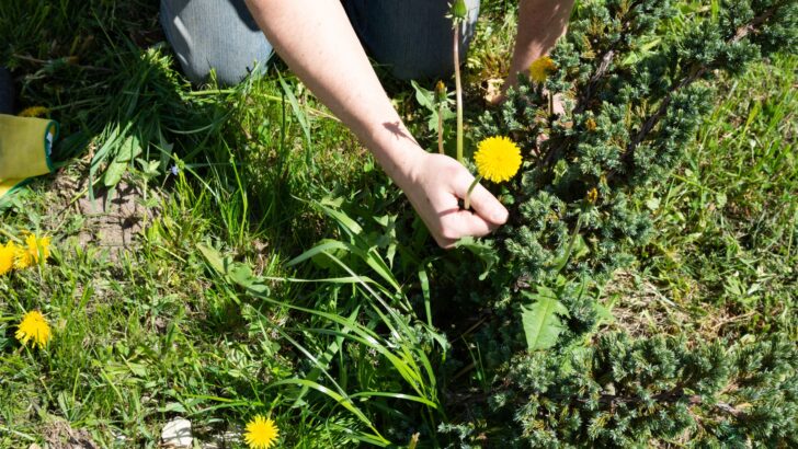 25 Reasons Your Yard Has So Many Weeds (And How To Fix Them)
