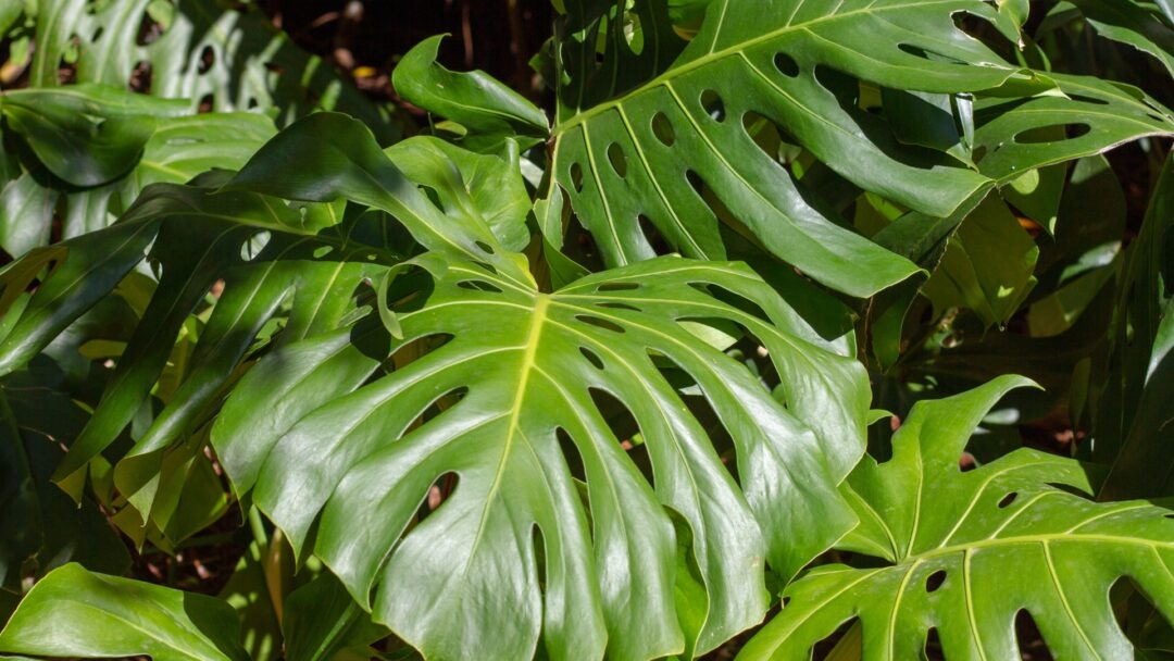 27 Large Houseplants That Thrive With Minimal Care (And A Few More For ...