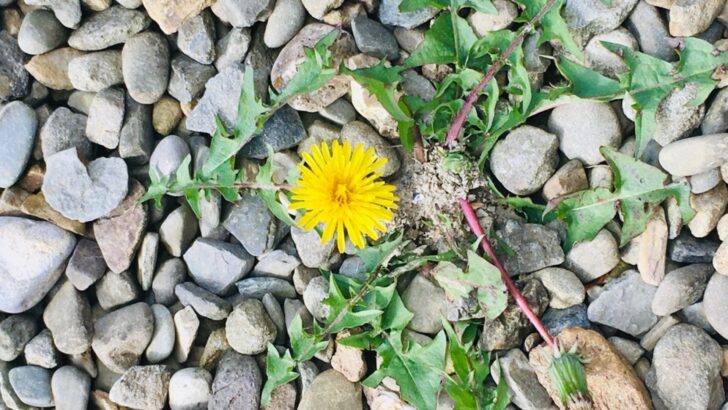 27 Smart Tricks to Prevent Weeds From Growing In Your Gravel