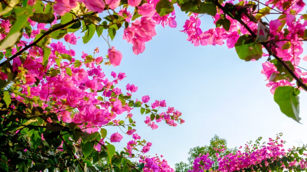 29 Amazing Plants That Flower All Season Long (No Breaks, Just Blooms)