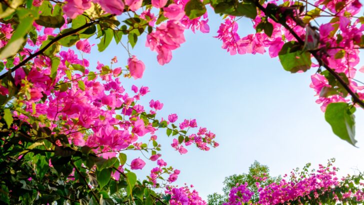 29 Amazing Plants That Flower All Season Long (No Breaks, Just Blooms)