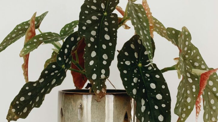 30 Easy Tips To Grow And Care For Breathtaking Begonia Maculata