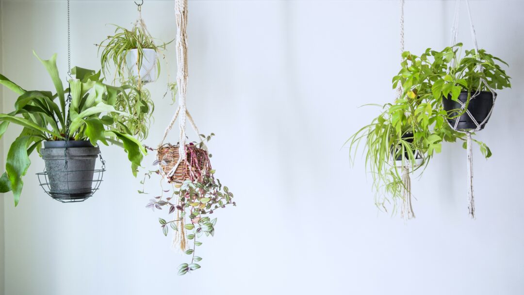 30 Hanging Plant Hacks For Small-Space Plant Lovers
