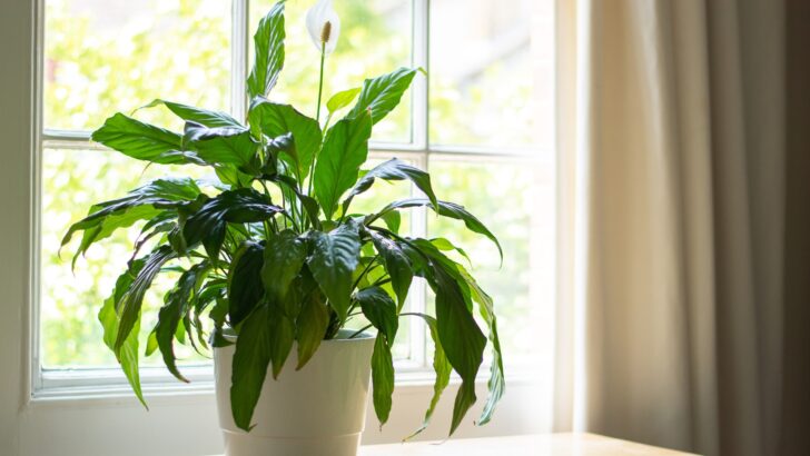 30 Simple Tips To Fertilize Your Peace Lily And Get Beautiful Blooms