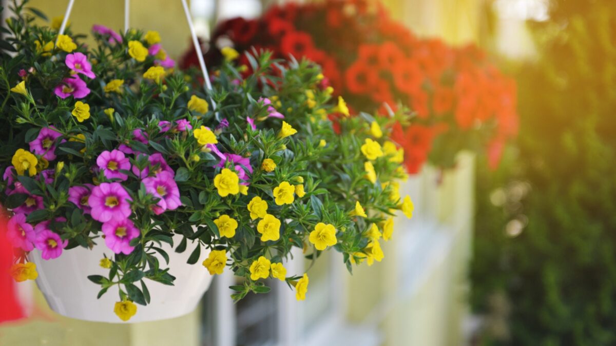 30 Top Plants For Hanging Baskets That Will Overflow With Gorgeous Blooms