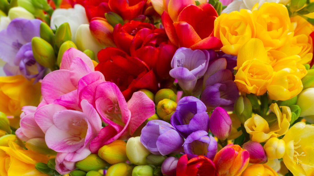30 Tricks For Growing Freesia And Getting Blooms That Steal The Show