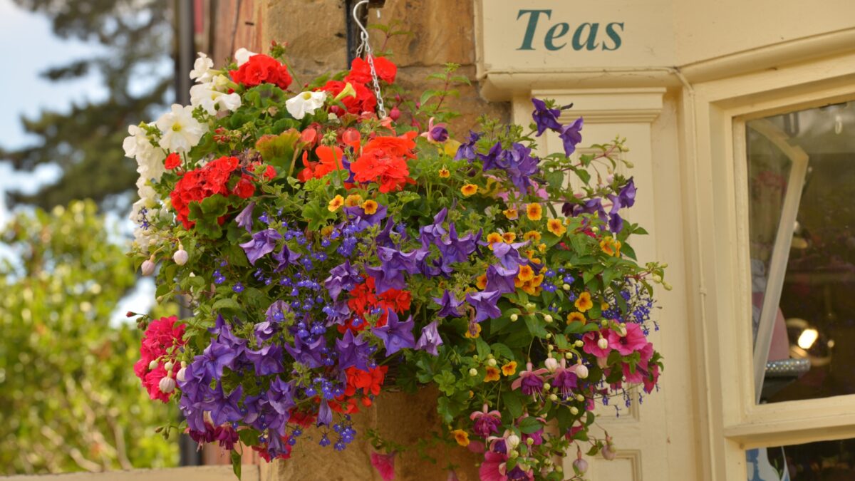 22 Sun-Loving Annuals That Bloom All Summer Long (And How To Keep Them ...
