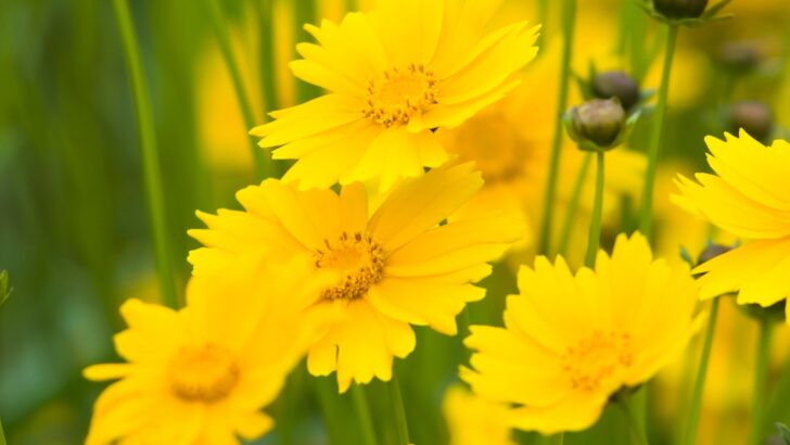 36 Brilliant Yellow Perennials That Will Never Leave Your Garden Once ...