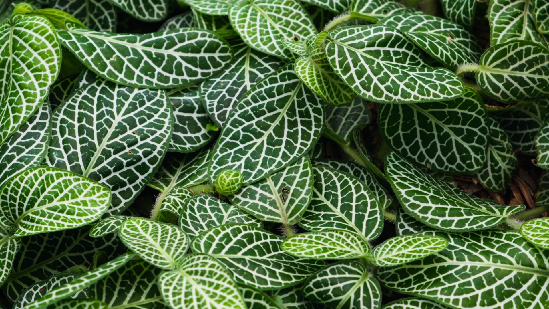 36 Plants With Foliage Even More Stunning Than Flowers