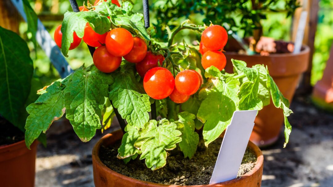 8 Tomato-Friendly Ways To Use Epsom Salt — And 7 That Can Do More Harm ...