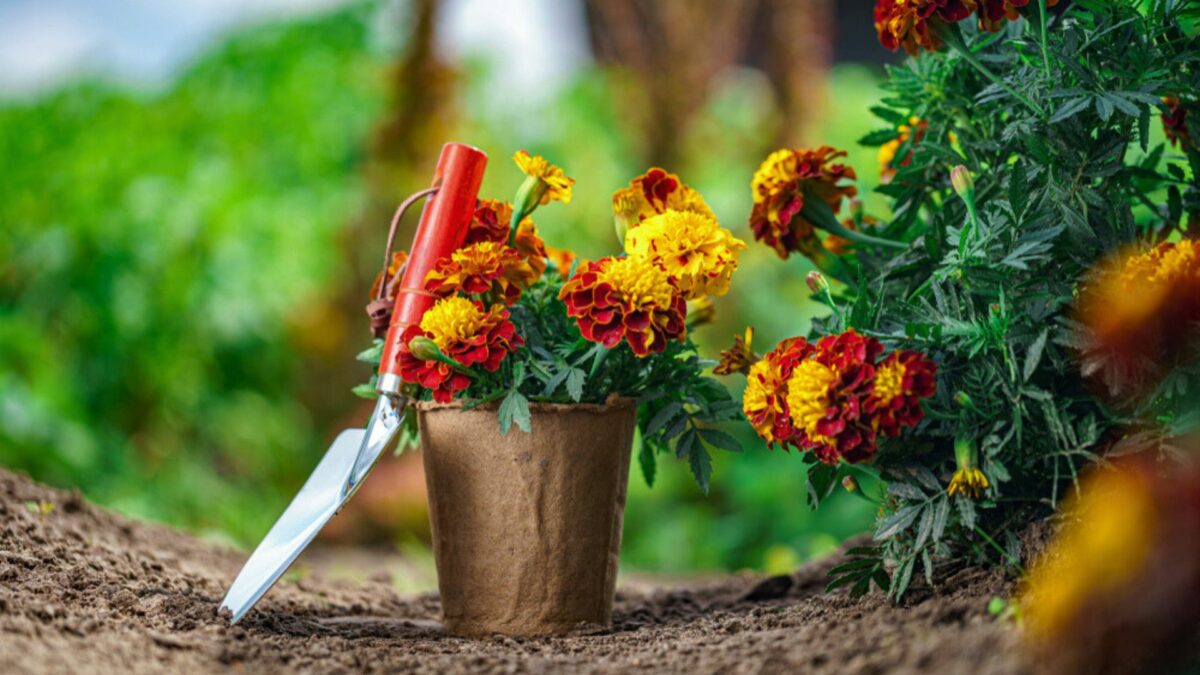 A Step-By-Step Guide To Growing Marigolds From Seed (24 Easy Tricks)
