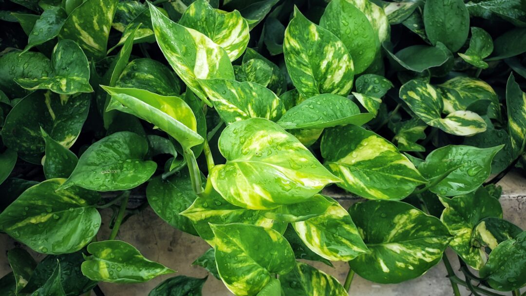 22 Stunning Pothos Varieties That Thrive Without Sunlight