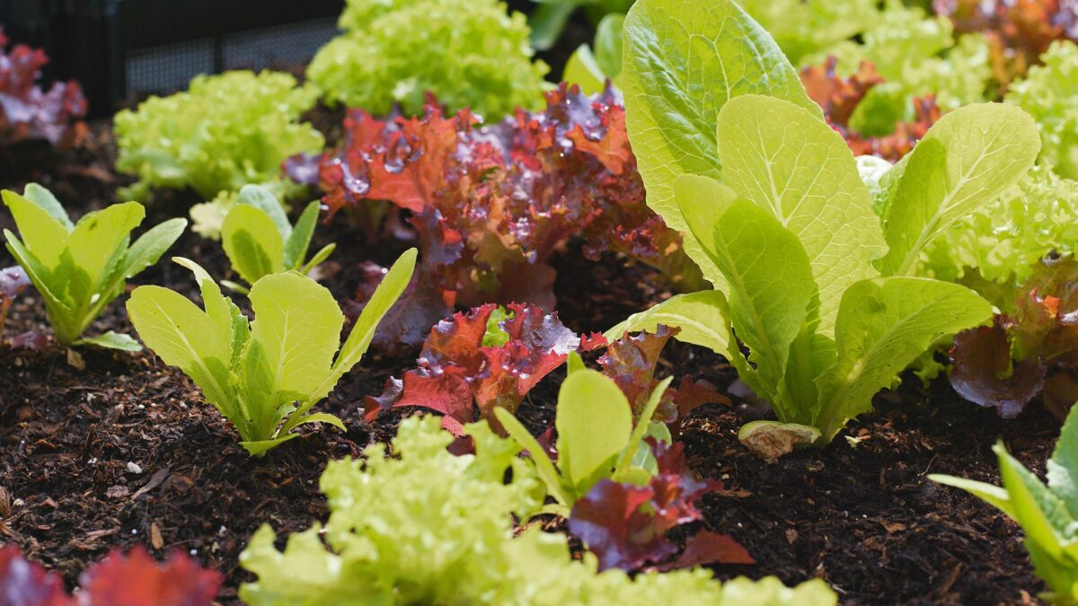 23 Compact Vegetables That Can Be Grown In Small Spaces + 14 Herbs That ...
