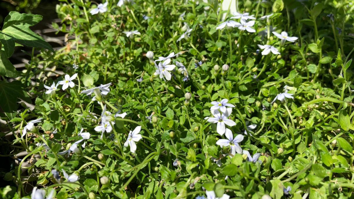 Don’t Stay Off The Lawn, Grow These 20 Walkable Ground Cover Plants Instead