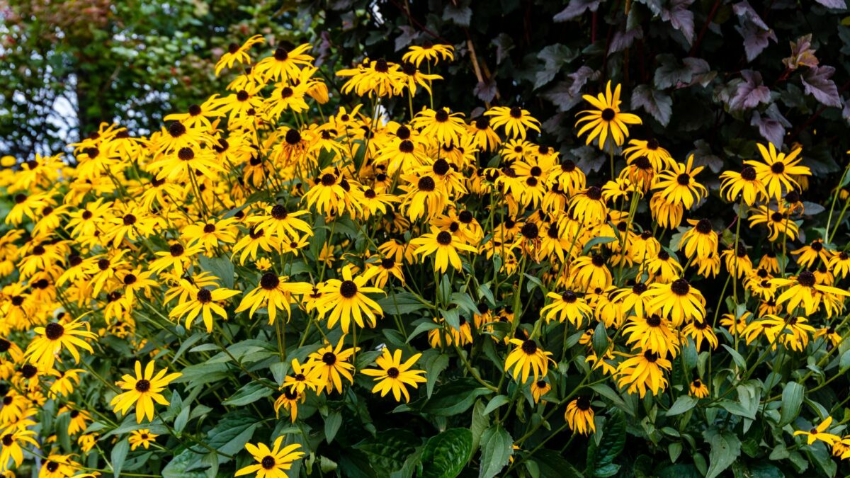 22 Beautiful Perennials That Naturally Multiply And Spread