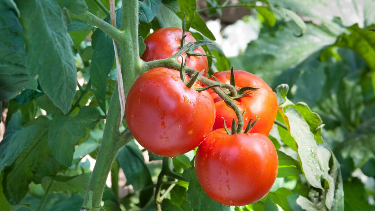 31 Facts Everyone Should Know About Growing Tomatoes That Actually ...