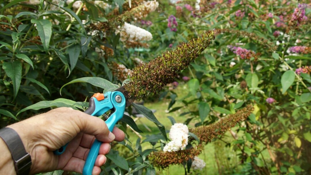 How And When To Prune A Butterfly Bush? 24 Essential Tips To Boost Blooming