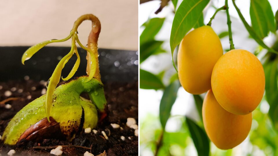 How To Grow A Mango Tree From Seed (It’s Easier Than You Think)