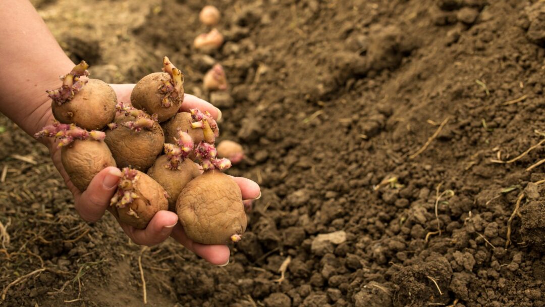 How To Plant Seed Potatoes To Grow A Bumper Crop Of Spuds – Here’s 28 ...