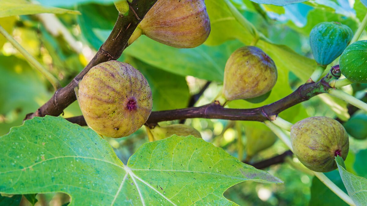 How To Successfully Propagate A Fig Tree (And Overcome Common Challenges)