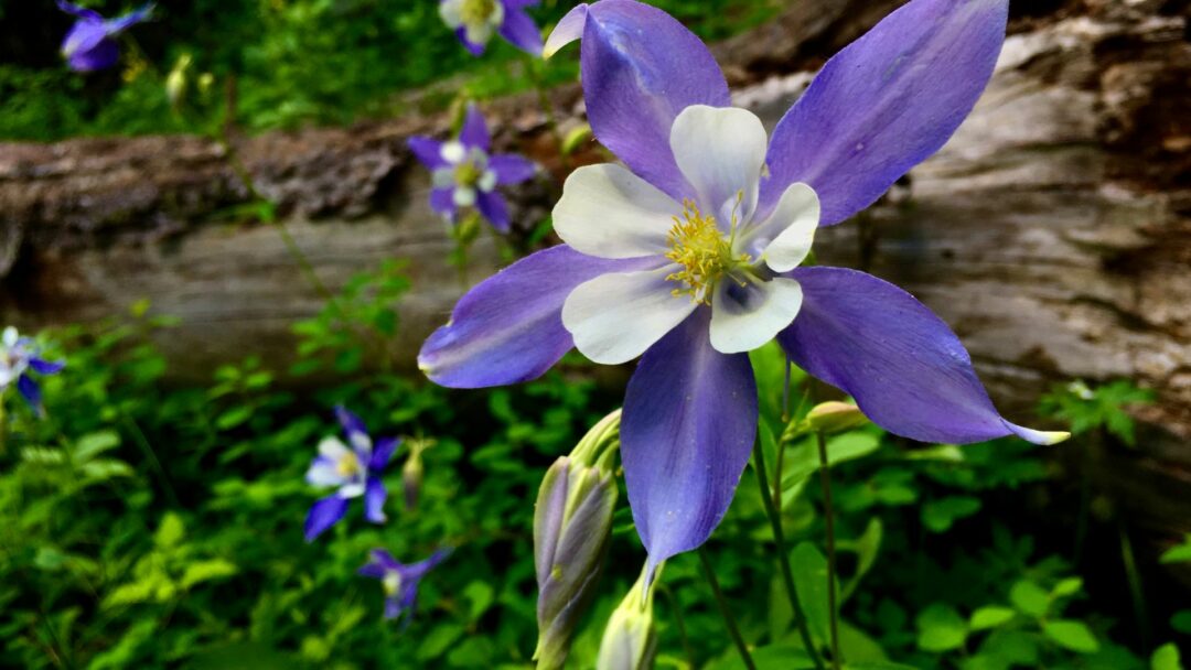 38 Perennial Flowers That Pop Up Every Blooming Season