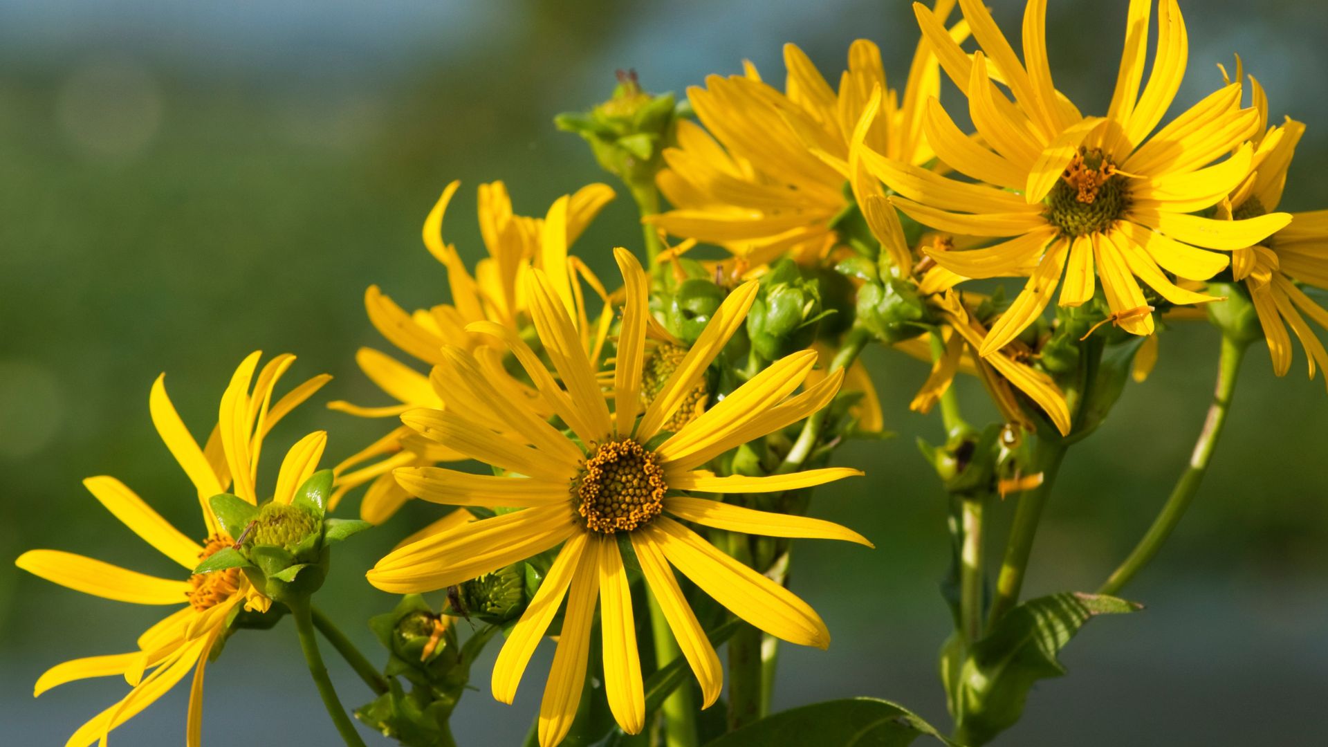 23 Incredible Plants Perfect For Tough Clay Soil (And A Few More You ...