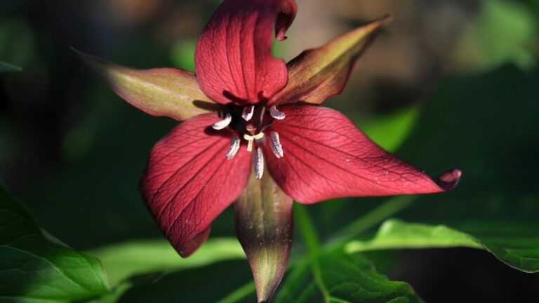 11 Red Shade Perennials Perfect For Brightening Up Low-Light Gardens
