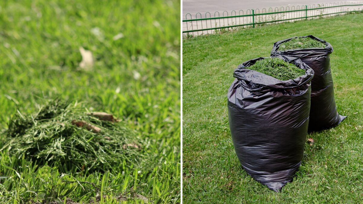Should You Be Mulching Or Bagging Your Grass Clippings? 20 Key Pros And ...