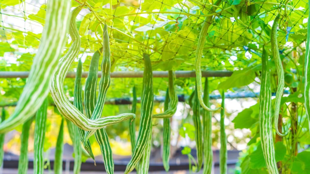29 Weirdest Vegetables You Can Plant In Your Garden