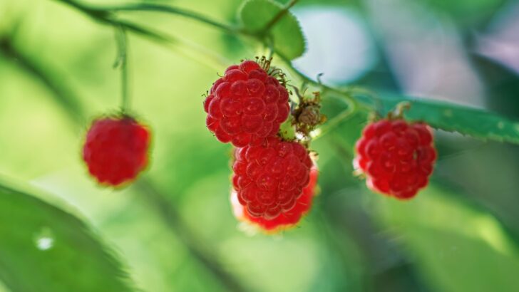 24 Captivating Plants That Attract Beautiful Bluebirds to Your Yard