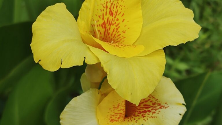 39 Spectacular Yellow Perennials That Will Never Leave Your Garden Once ...