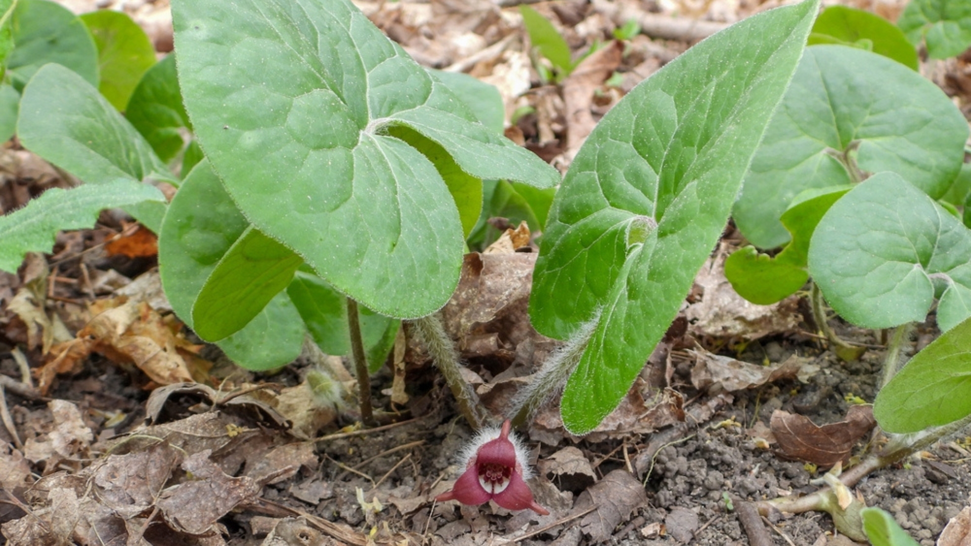 32 Partial Shade-Loving Plants That Will Make Your Yard’s Light ...