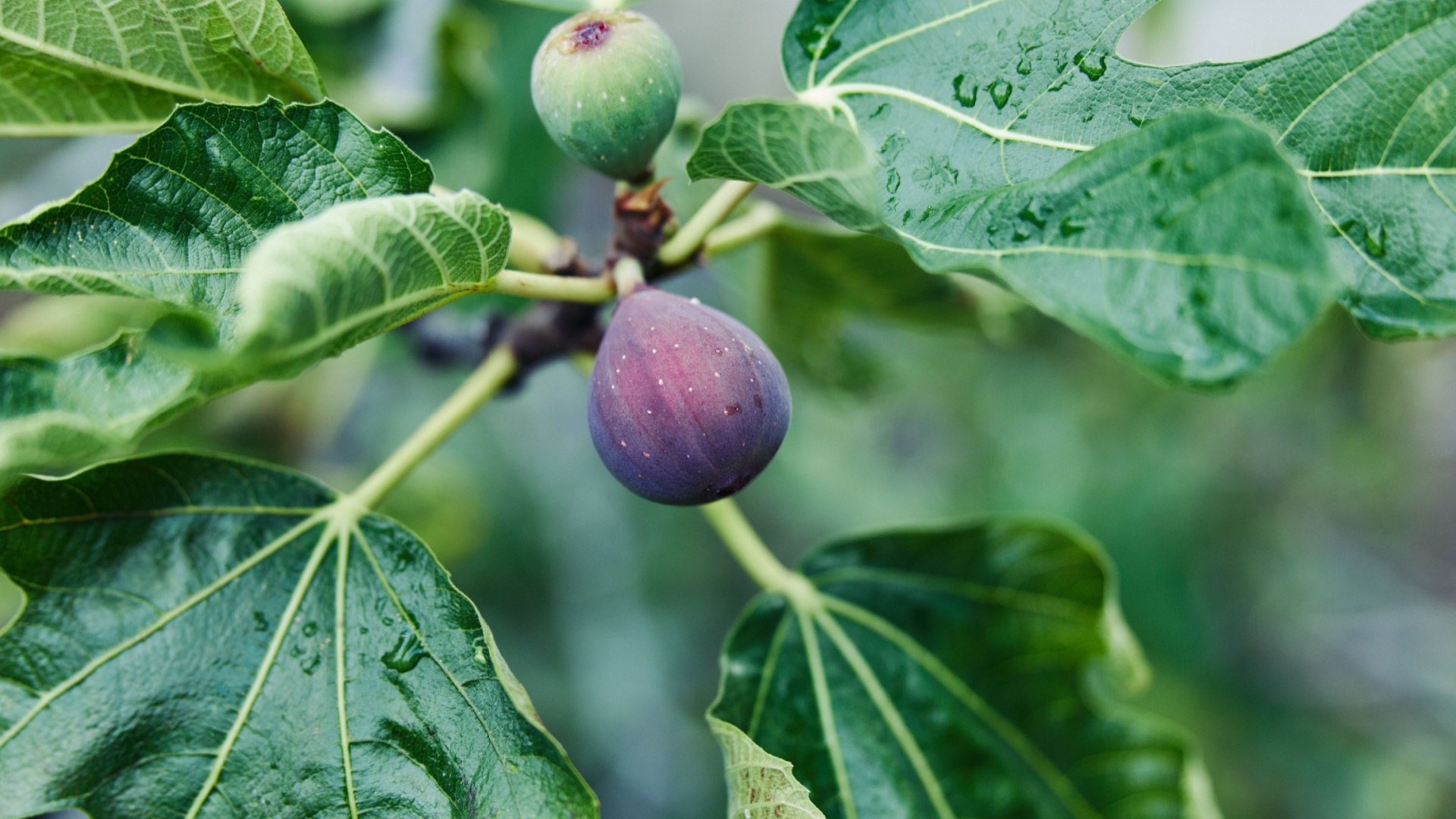 10 Easy Steps To Get Your Fig Tree To Fruit Like Never Before