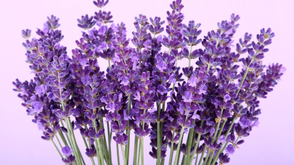 20 Pest-Repellent Plants That Will Keep Bugs Away From Your Yard (And A ...