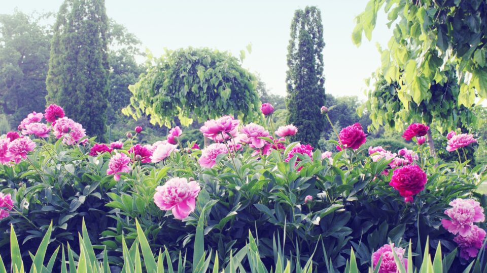 22 Tips And Tricks To Keep Peonies Blooming For Longer (And 6 Things ...