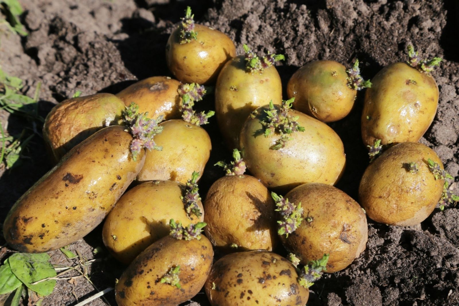 How To Plant Seed Potatoes To Grow A Bumper Crop Of Spuds – Here’s 28 ...