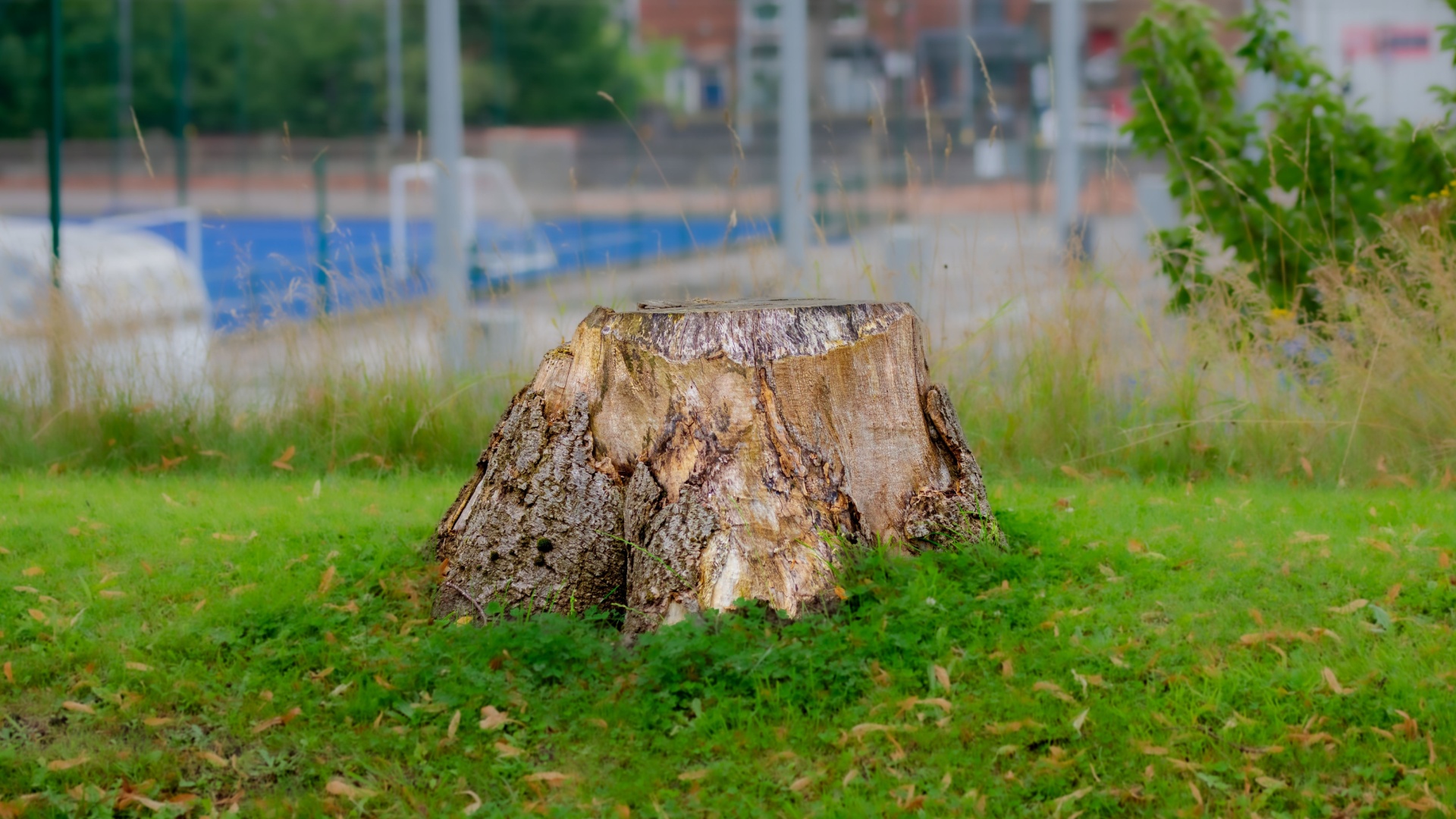 How To Remove A Tree Stump With A Wedge – Simple Steps For Fast ...
