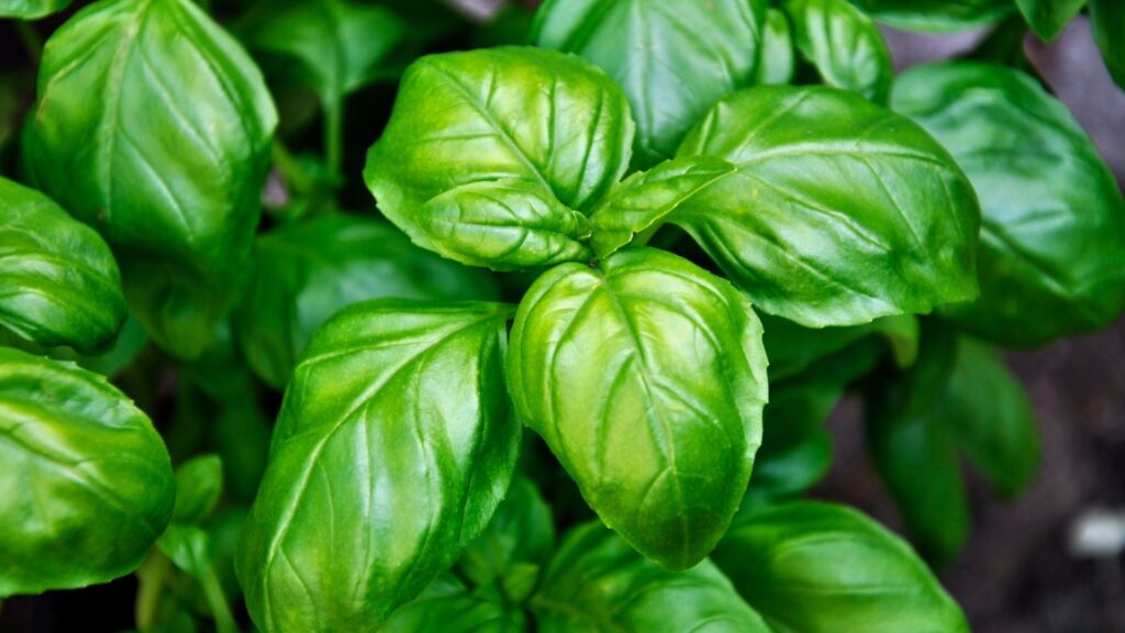 10 Fruits You Should Avoid Near Basil (And Smart Plant Swaps For ...