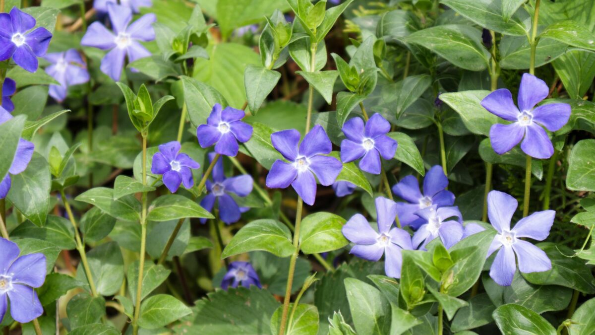10 Ground Cover Plants That Fill Bare Garden Spots Fast (And 5 That ...