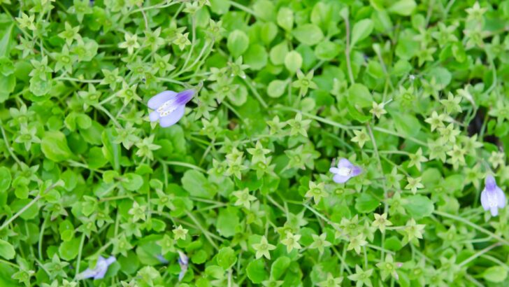 10 Ground Covers That Struggle To Replace Grass (And 5 That Become ...
