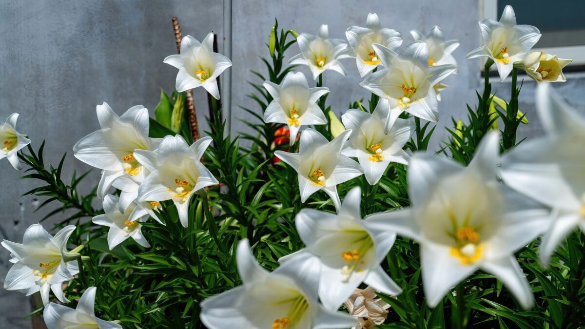 10 Steps To Grow Easter Lilies Outside Successfully (Plus Tips For Long ...